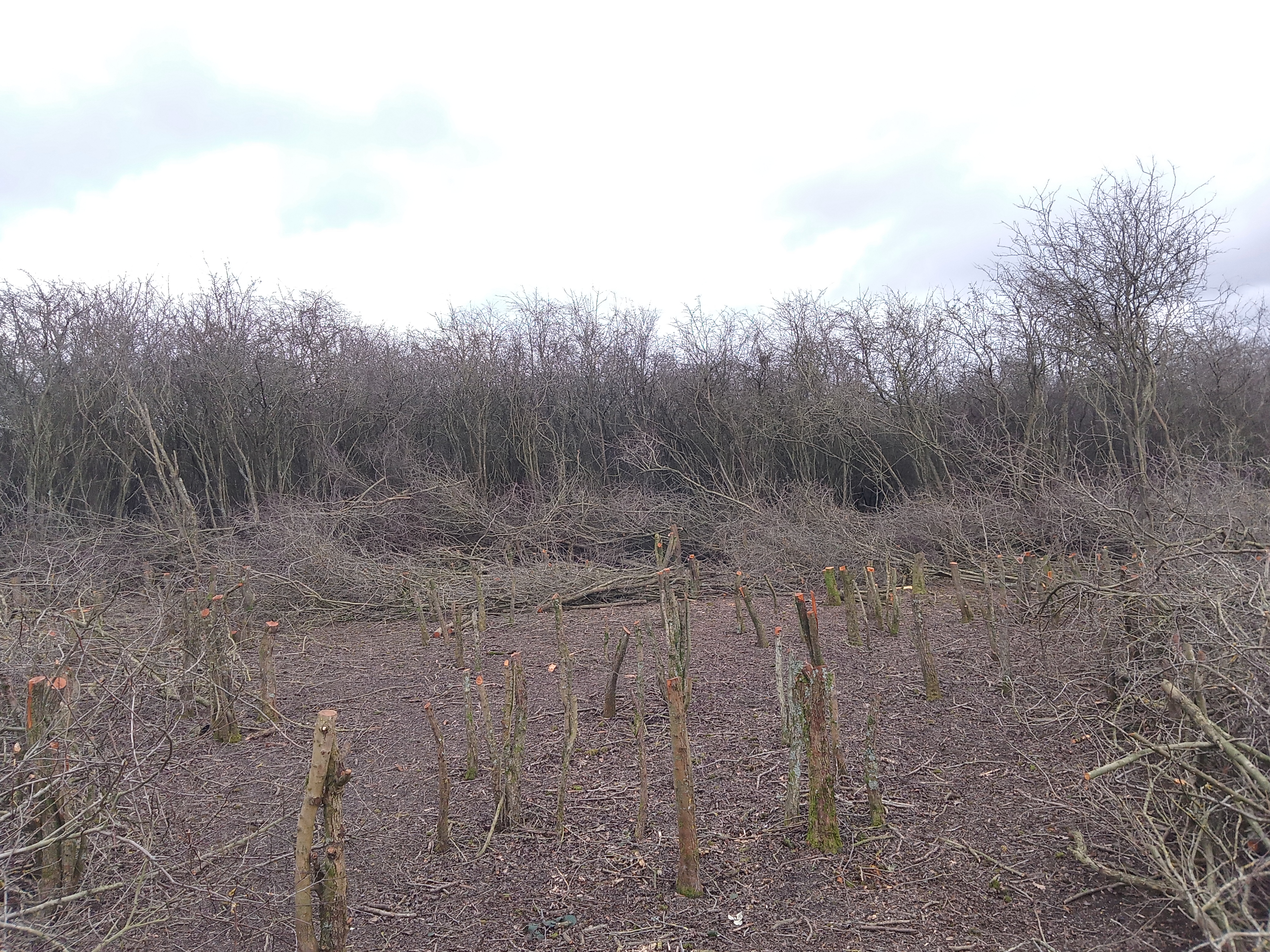 Why We Remove Trees and Scrub at Our Reserves | Kent Wildlife Trust